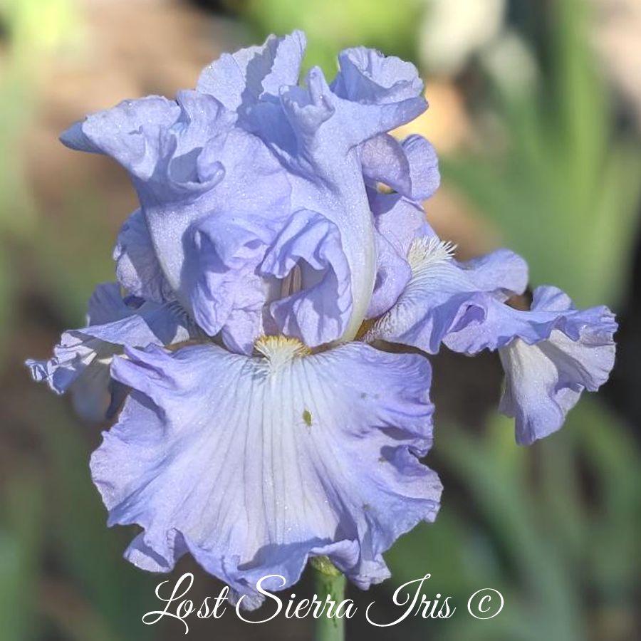 Lost Sierra Iris Garden