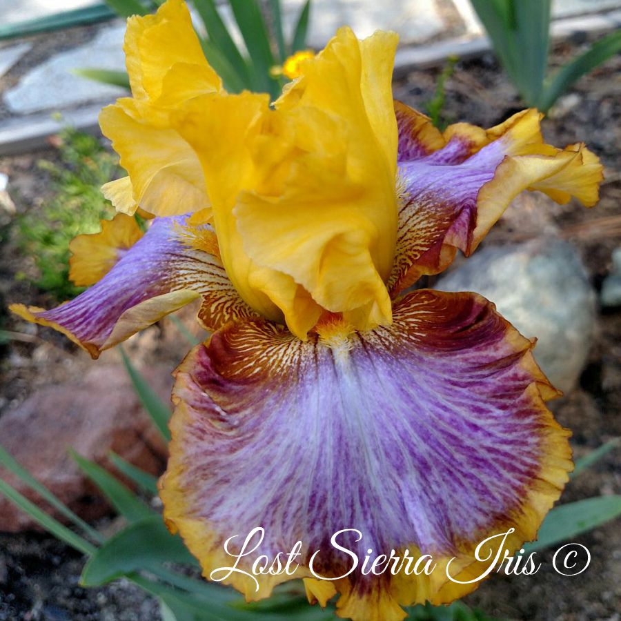 Lost Sierra Iris Garden