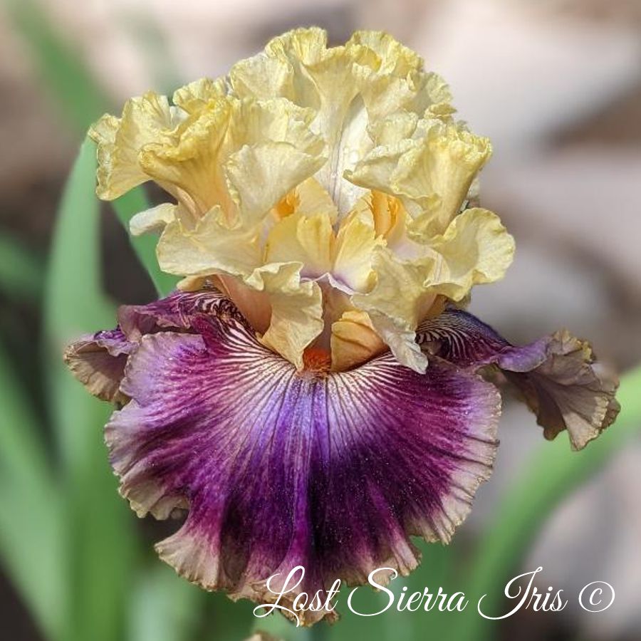 Lost Sierra Iris Garden