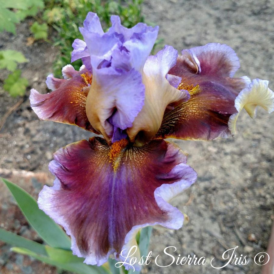 Lost Sierra Iris Garden - Home