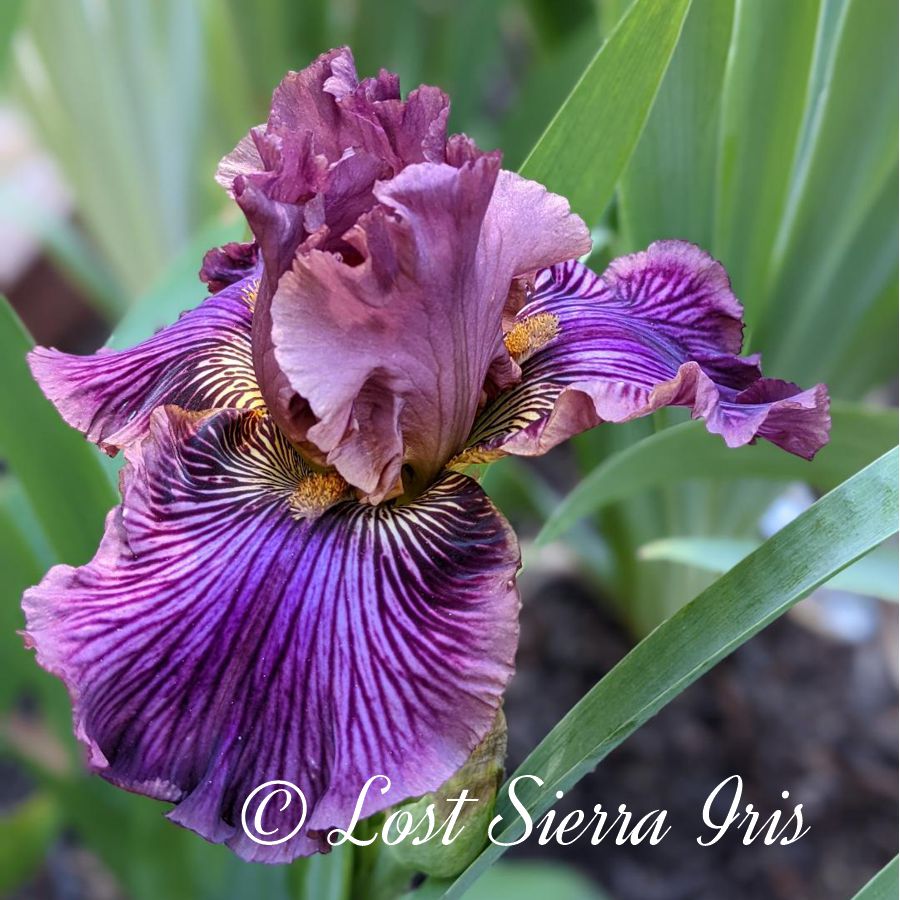 Lost Sierra Iris Garden