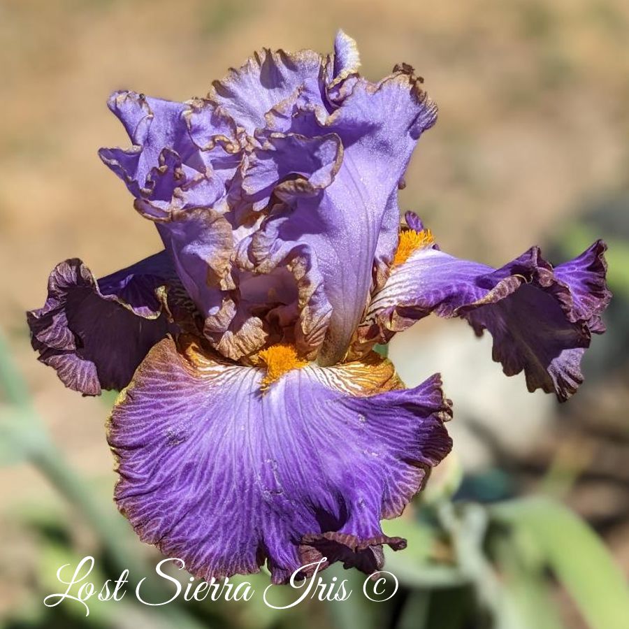 Lost Sierra Iris Garden - Iris for Sale E-H