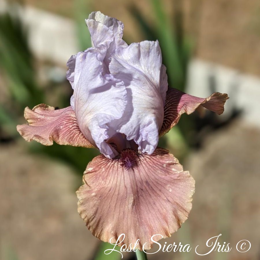 Lost Sierra Iris Garden - Home