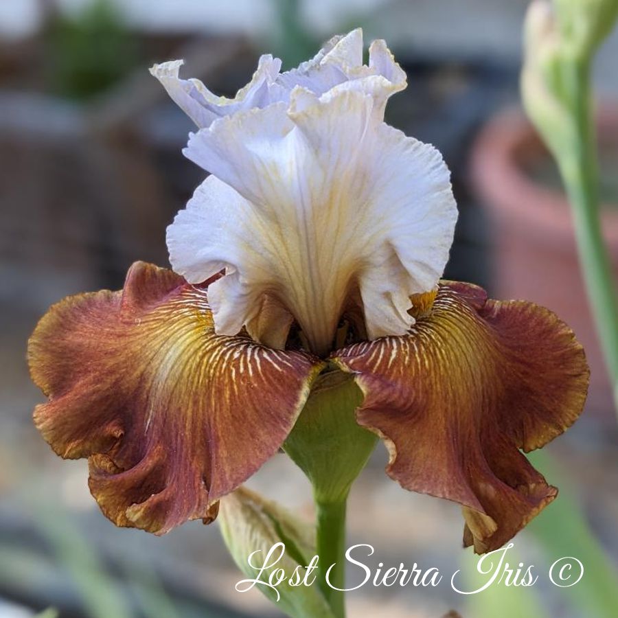 Lost Sierra Iris Garden - Home