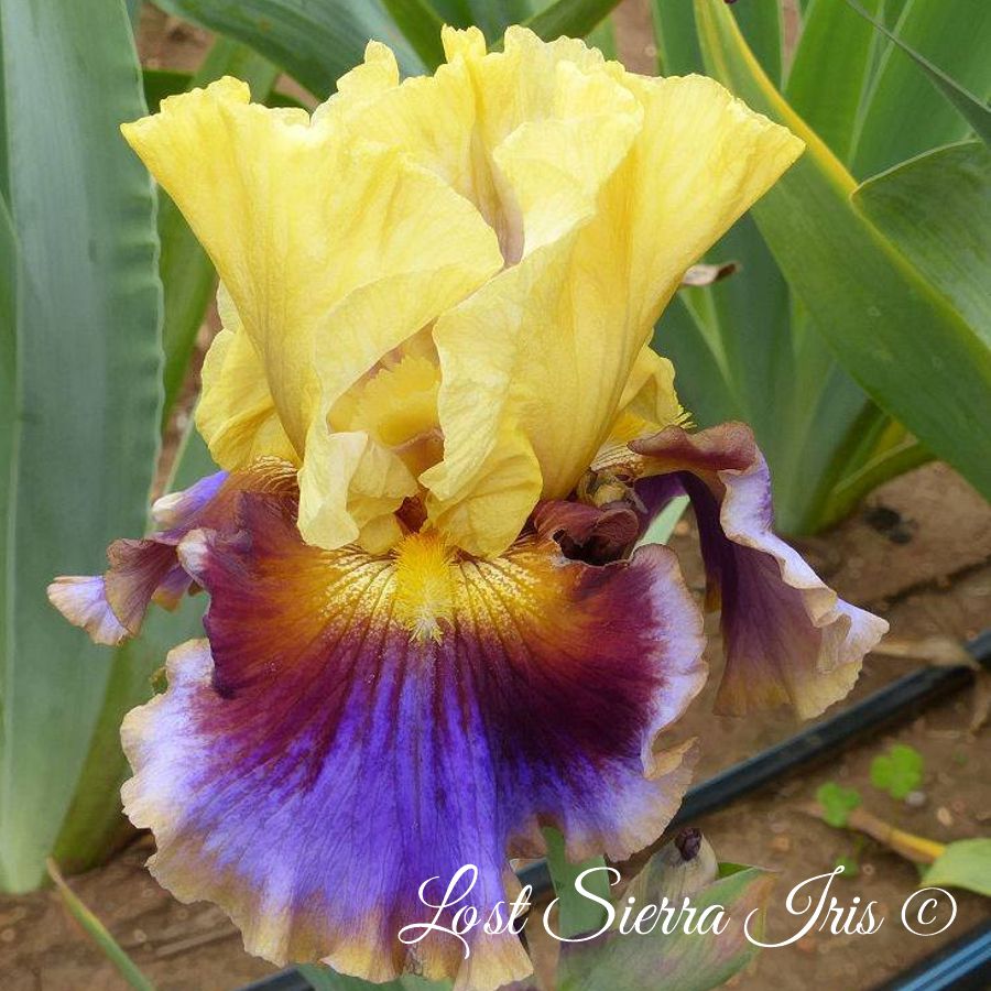 Lost Sierra Iris Garden - Home