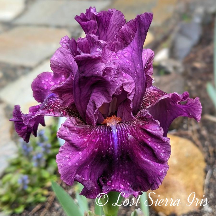 Lost Sierra Iris Garden - Iris for Sale I-M