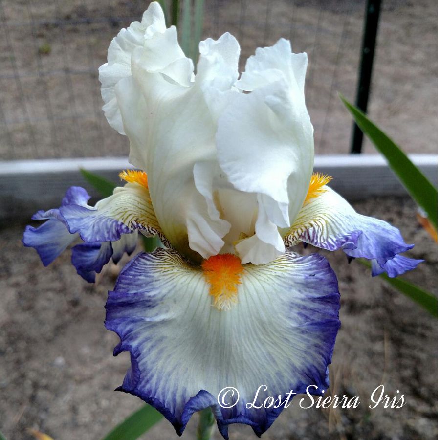 Lost Sierra Iris Garden - Home