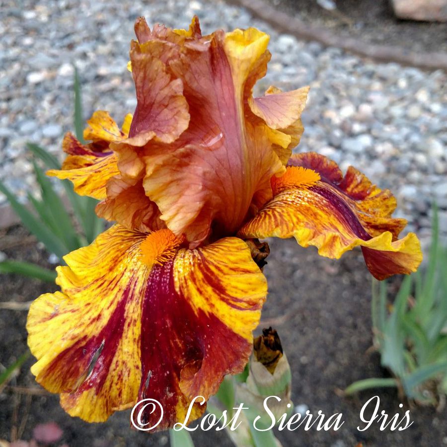 Lost Sierra Iris Garden - Home